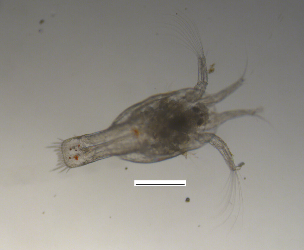 Focusing on krill development — Australian Antarctic Program (News 2013)