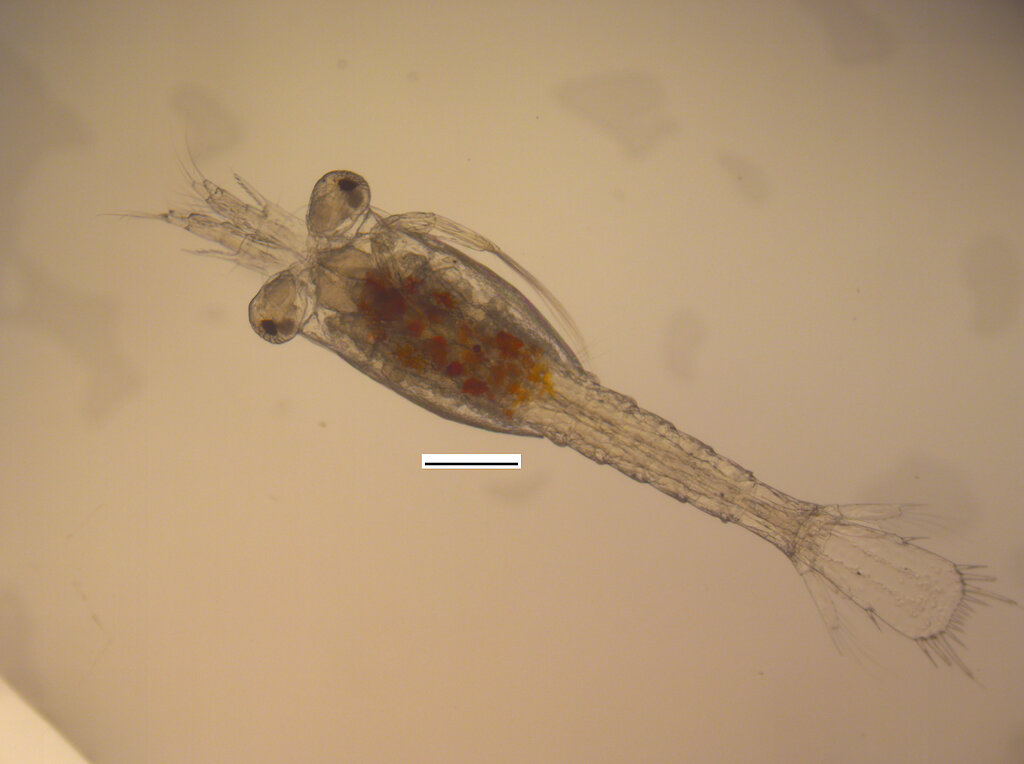 Focusing on krill development — Australian Antarctic Program (News 2013)