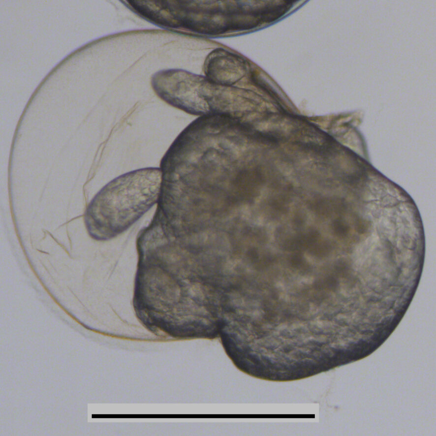 Focusing on krill development — Australian Antarctic Program (News 2013)