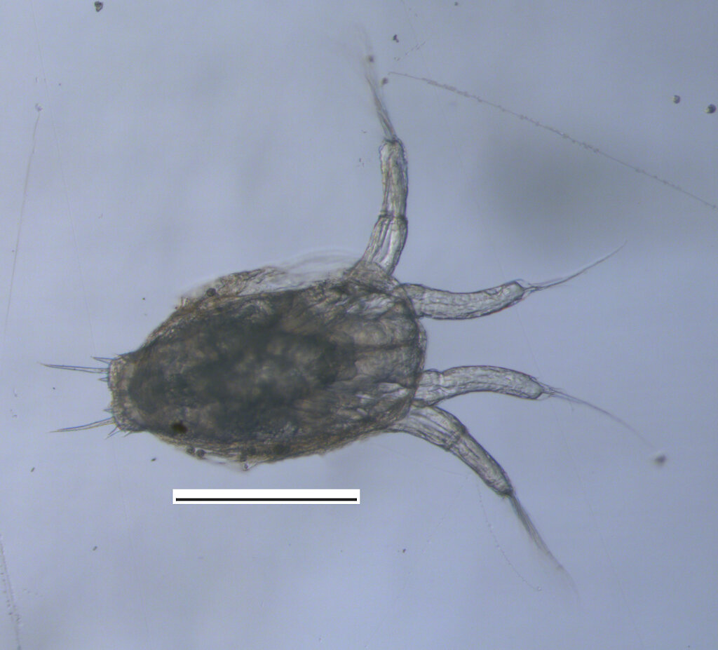 Focusing on krill development — Australian Antarctic Program (News 2013)