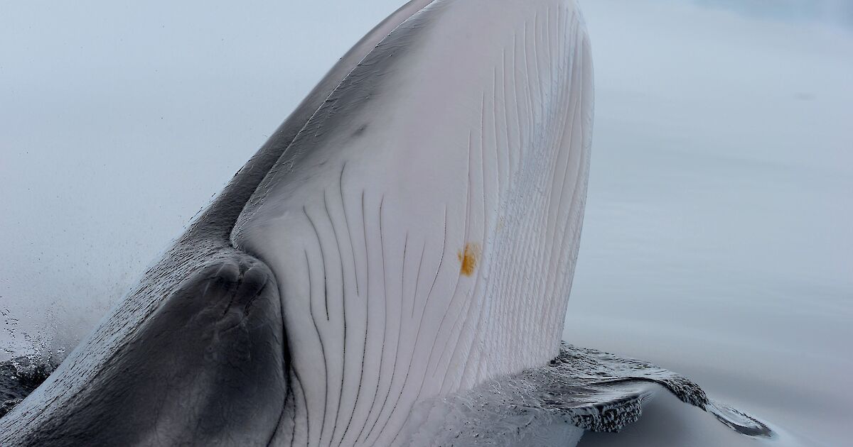 Australia’s whaling case starts in international court of justice ...