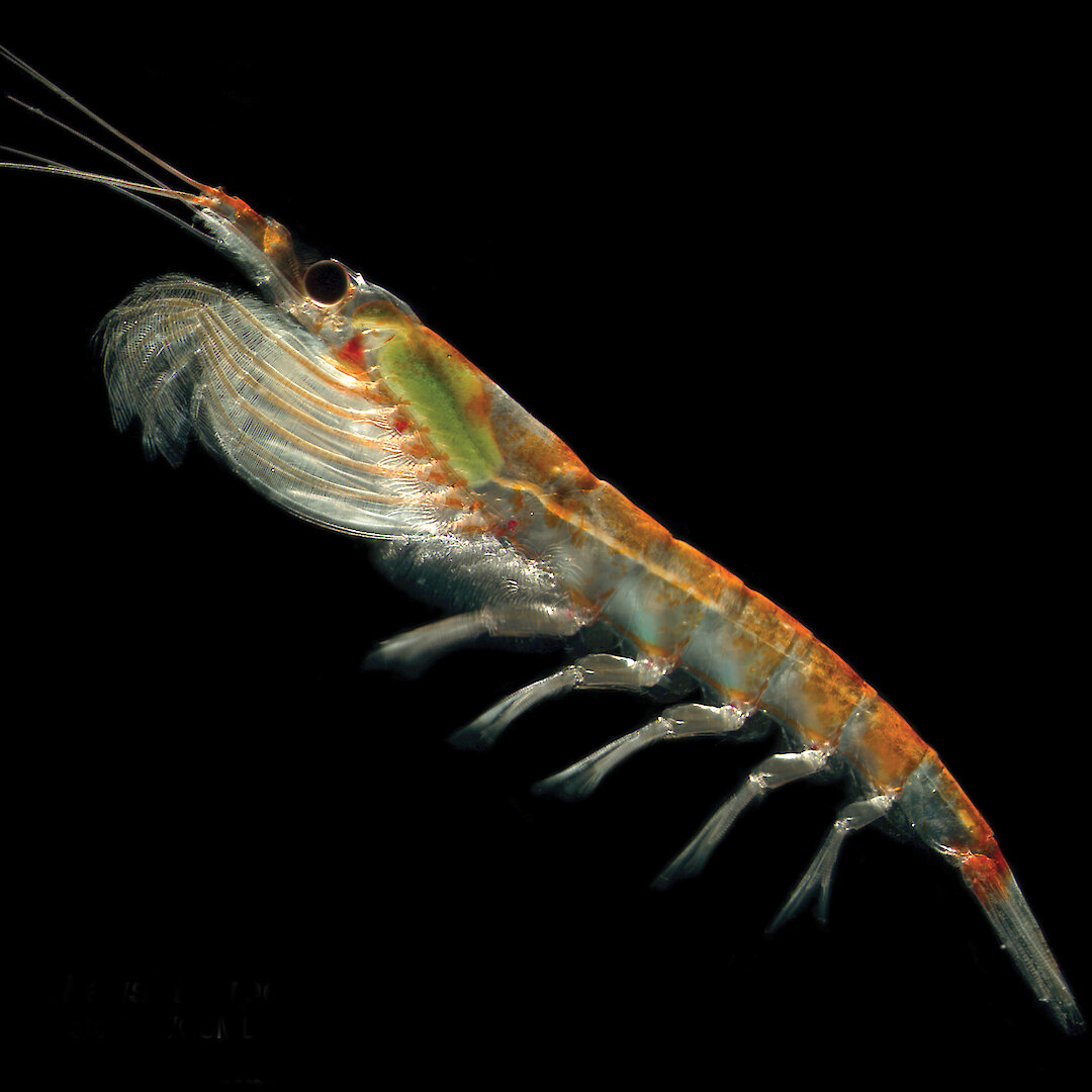 Rhythm of Antarctic Life — Australian Antarctic Program (News 2012)