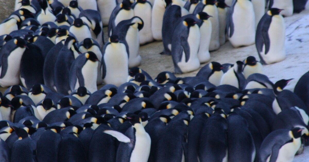 Penguin huddle makes waves – Australian Antarctic Program (News 2011)