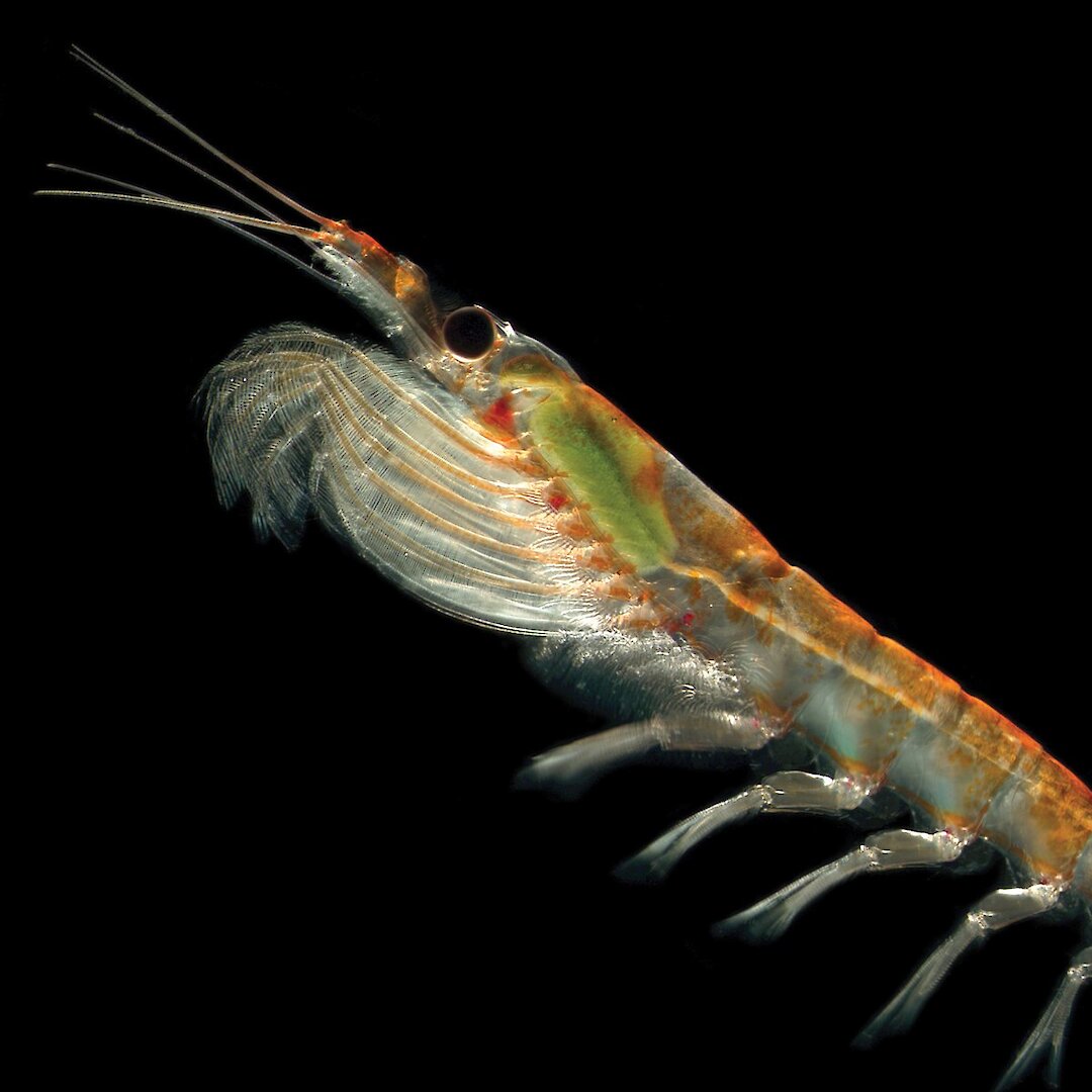Krill do it deep in the Southern Ocean — Australian Antarctic Program ...