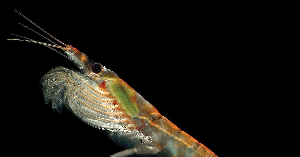 Krill do it deep in the Southern Ocean – Australian Antarctic Program ...