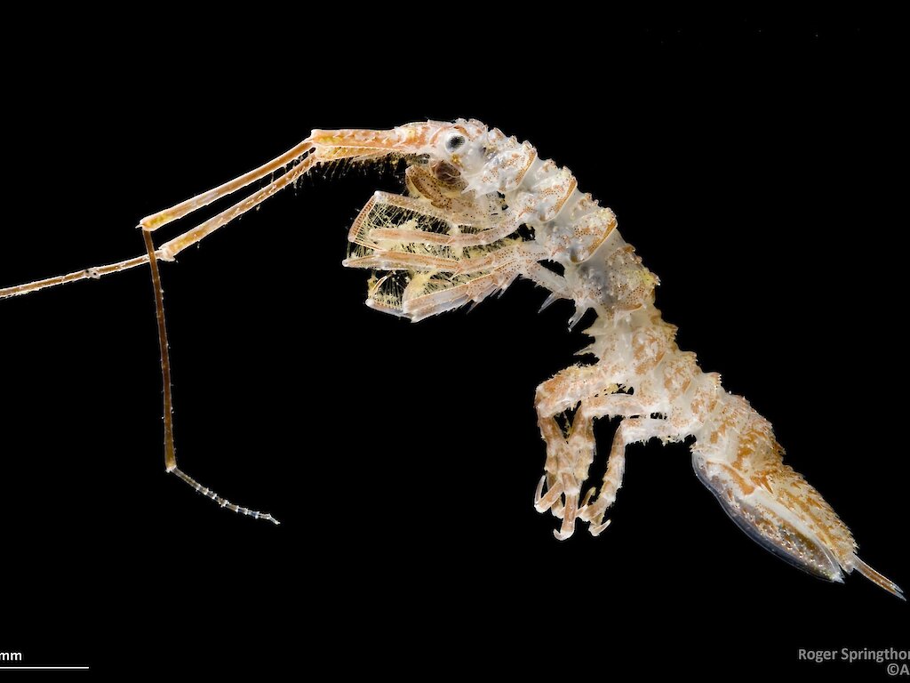 Celebrate Sea Week with the Australian Antarctic Division — Australian ...