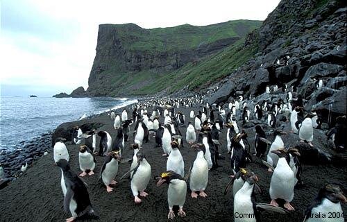 Heard Island’s wildlife online — Australian Antarctic Program (News 2004)