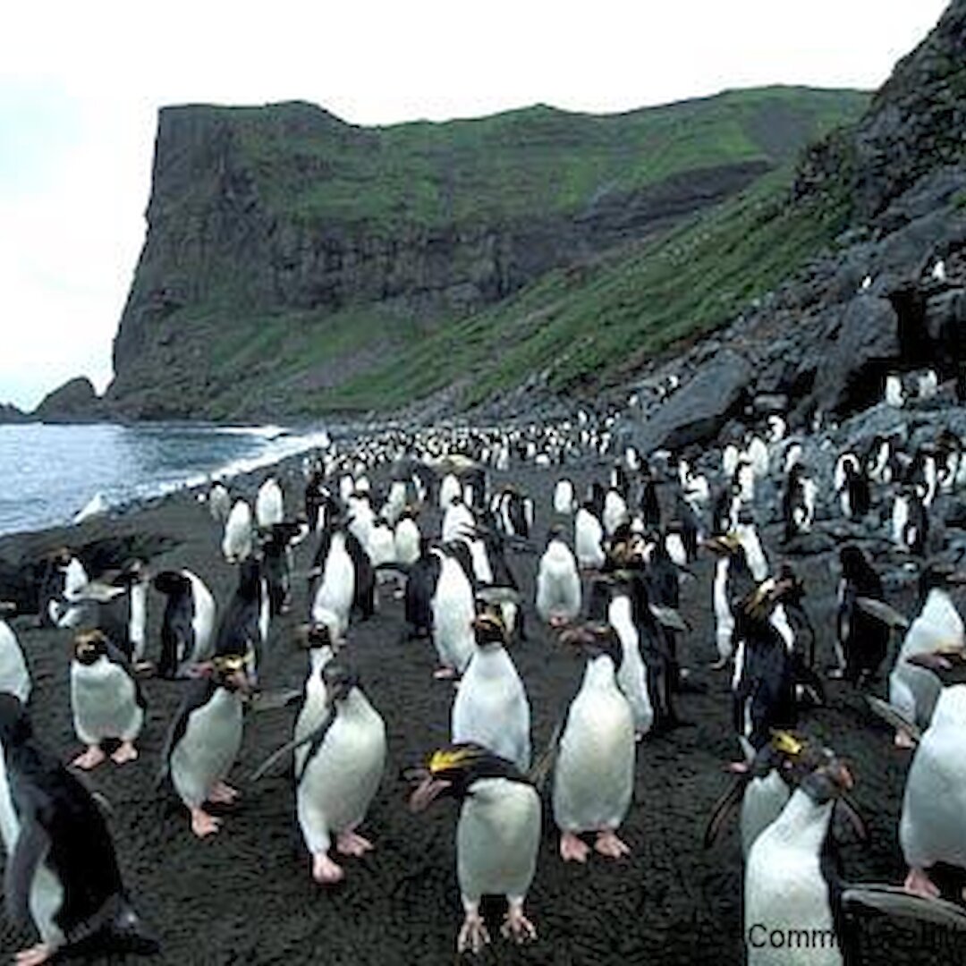 Heard Island’s wildlife online — Australian Antarctic Program (News 2004)