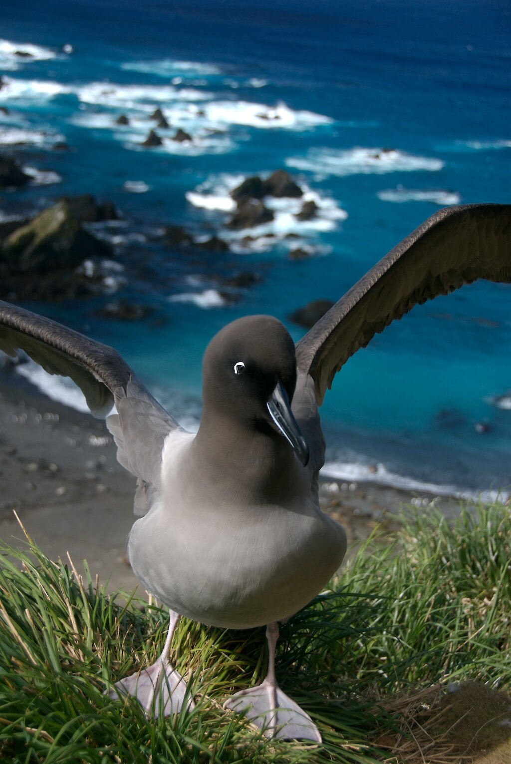 Australia’s new recovery plan for world’s most endangered seabirds ...