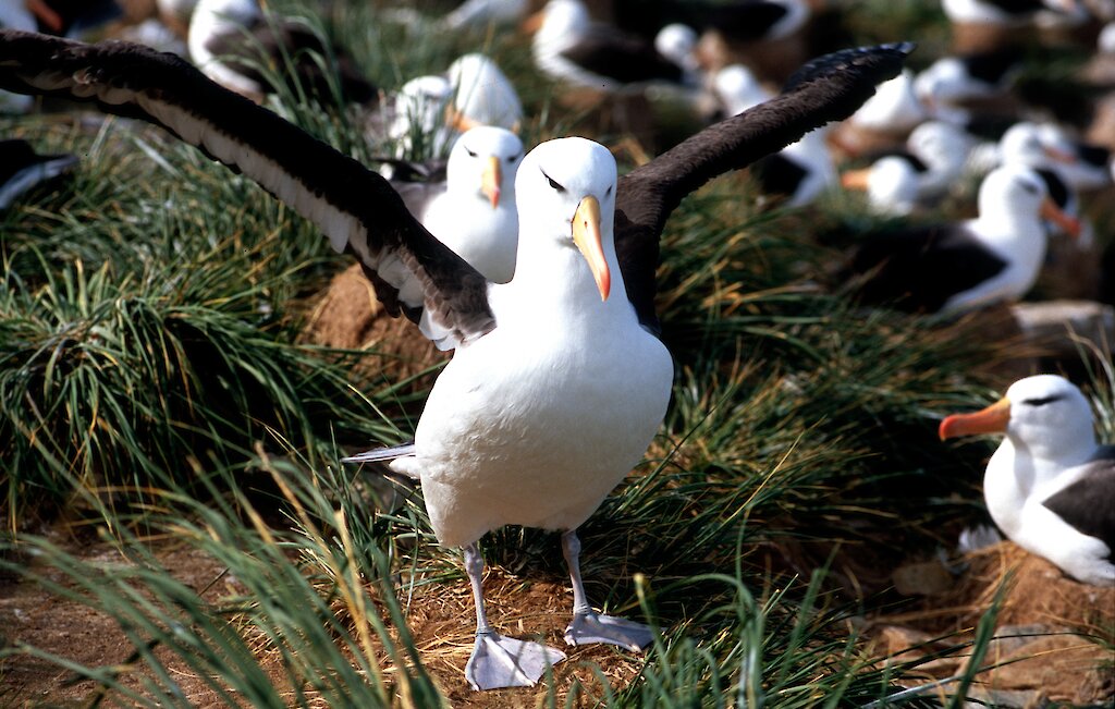 Australia’s new recovery plan for world’s most endangered seabirds ...