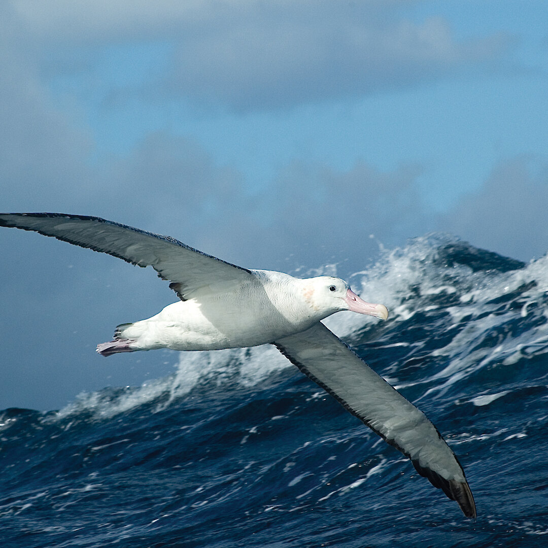 Australia’s new recovery plan for world’s most endangered seabirds ...