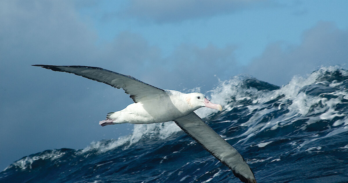 Australia’s new recovery plan for world’s most endangered seabirds ...