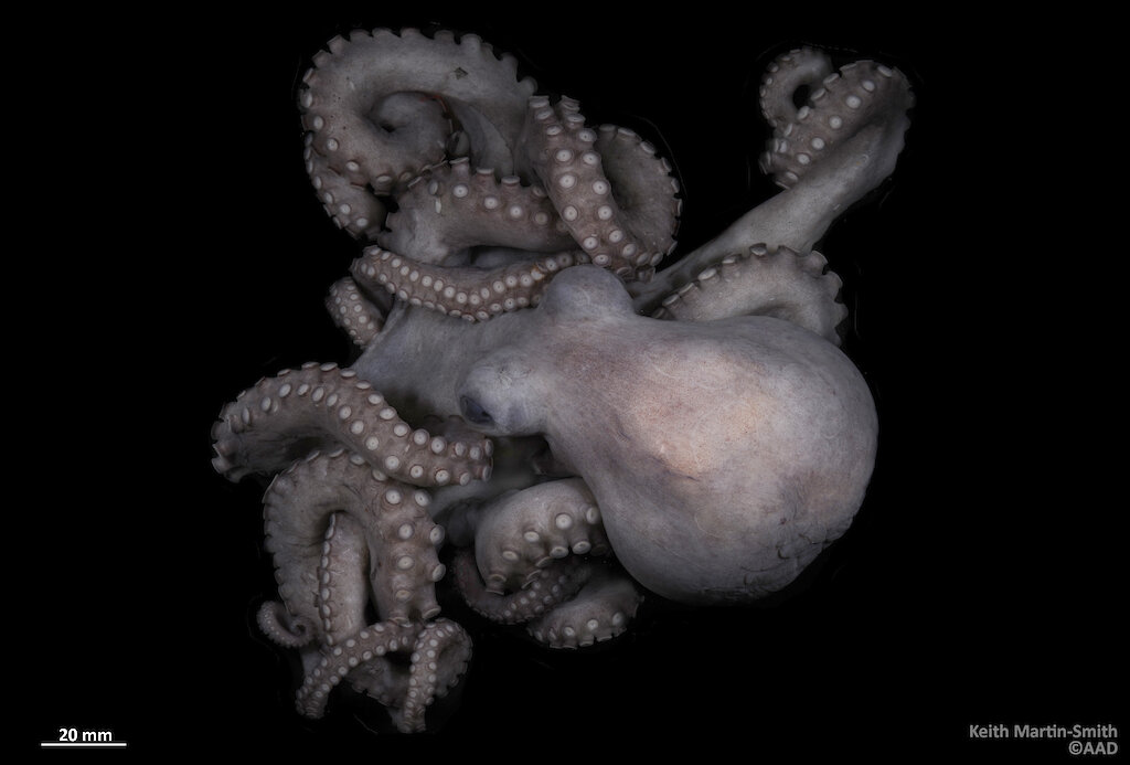 Creatures from the bottom of the ocean on display for National Science ...