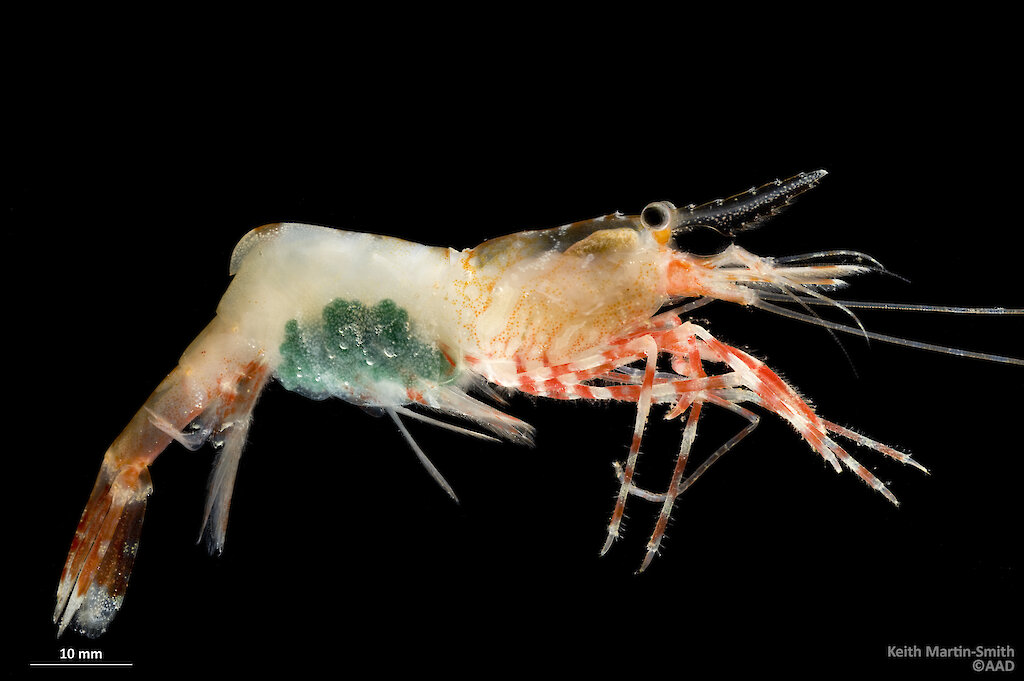 Creatures from the bottom of the ocean on display for National Science ...