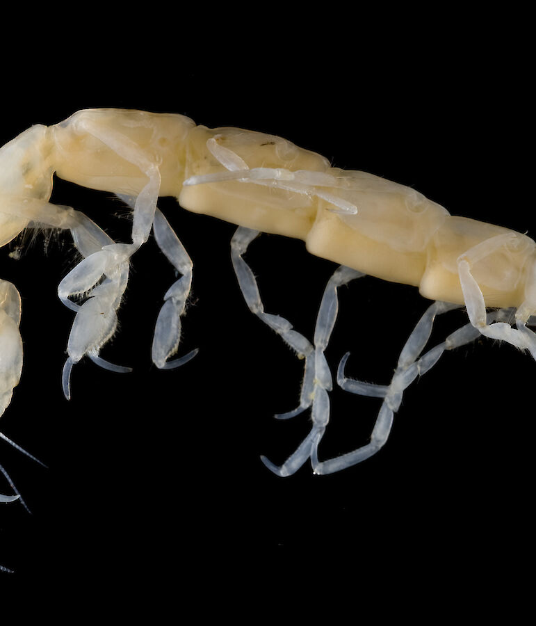 Creatures from the bottom of the ocean on display for National Science ...