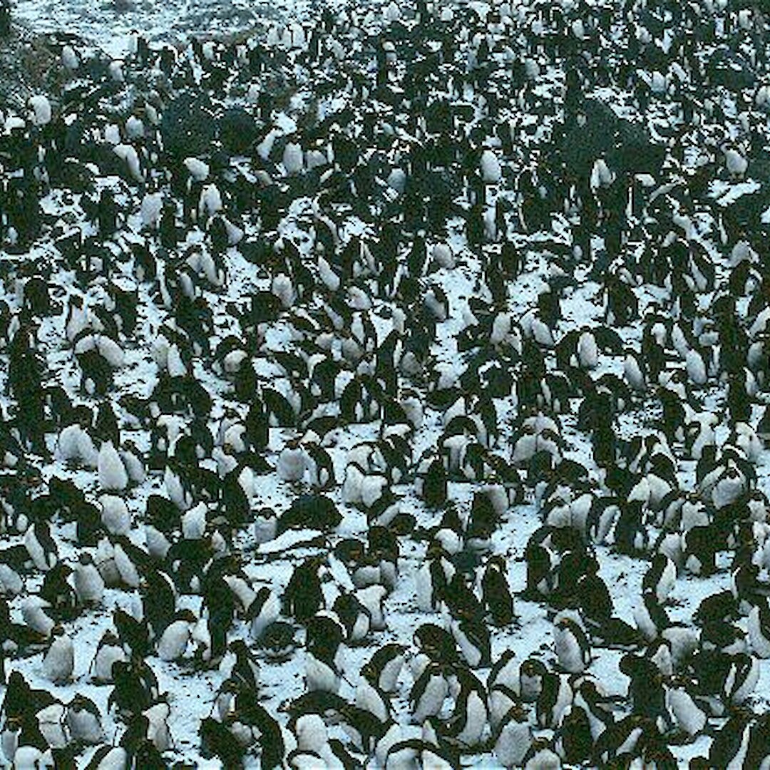 Southern Ocean food web — key for future fisheries — Australian ...