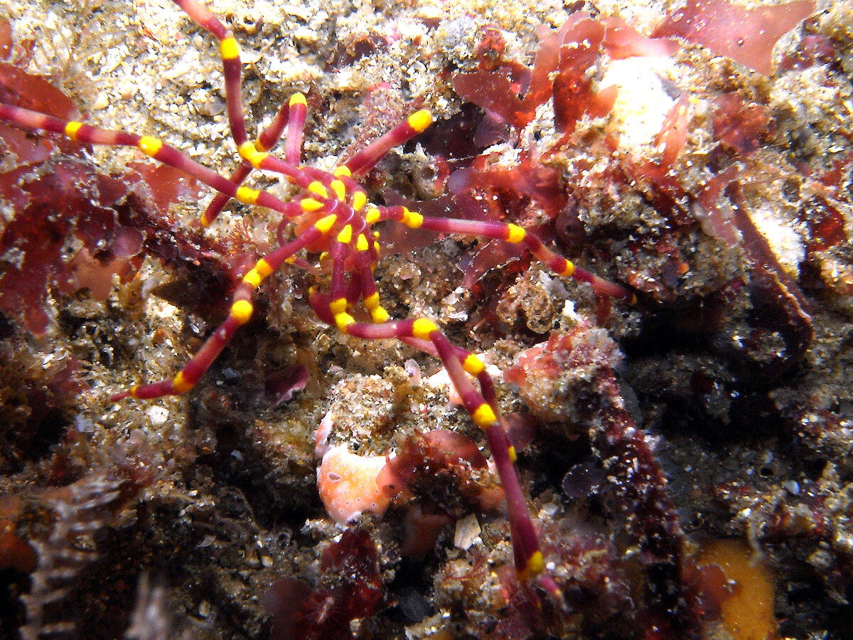 Sea spiders provide insights into Antarctic evolution – Australian ...