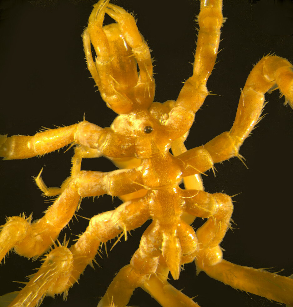Sea spiders provide insights into Antarctic evolution — Australian ...