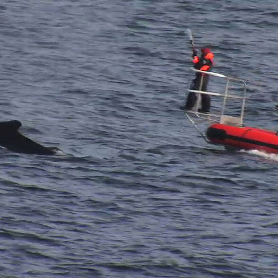 Antarctic whale expedition at half way mark — Australian Antarctic ...