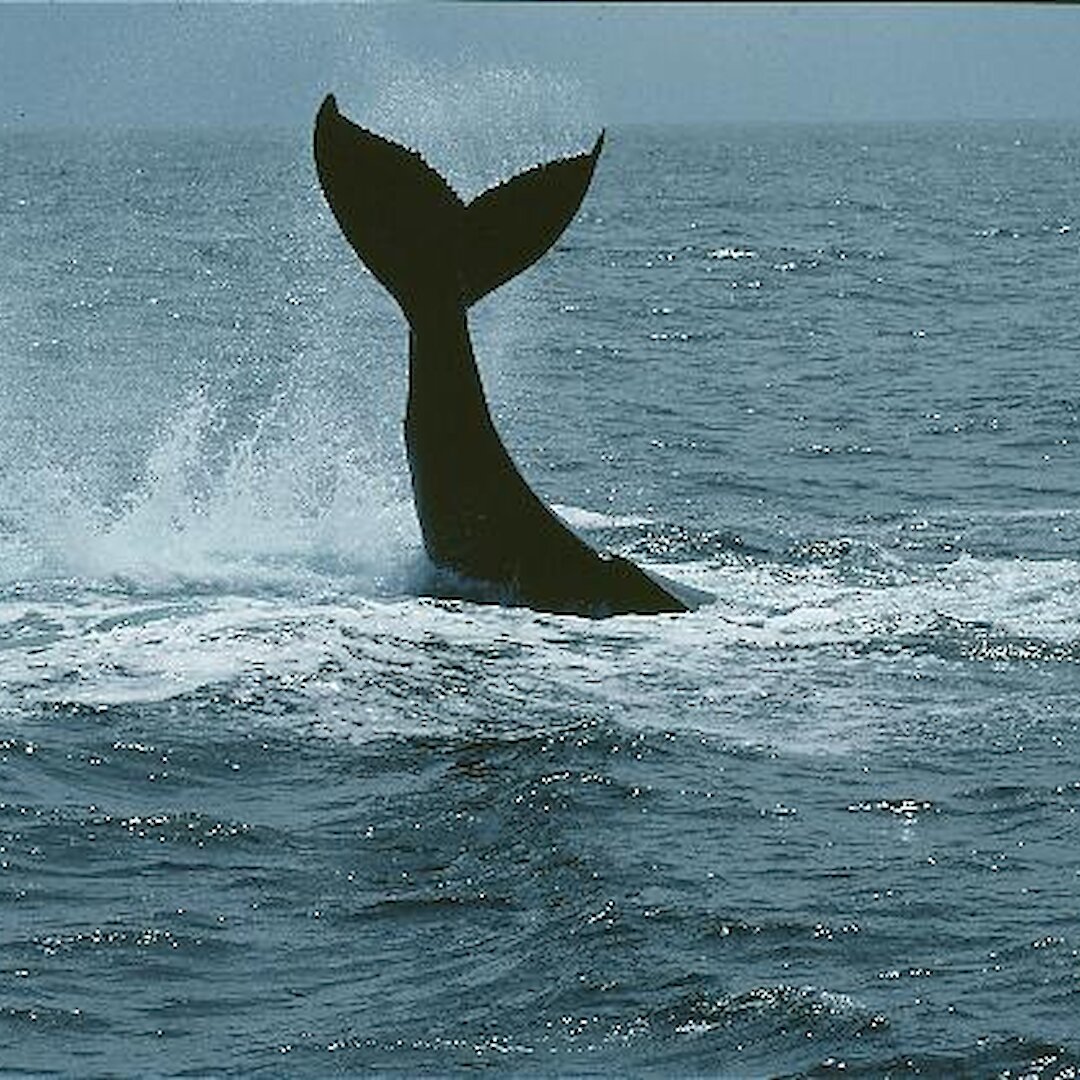 Historic anniversary to mark 25 years of whale protection in Australia ...