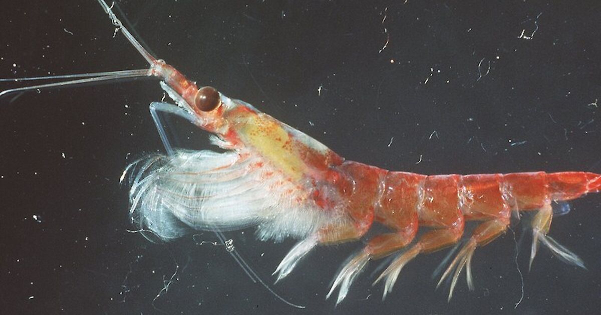 Darkness sheds light on krill reproduction – Australian Antarctic ...