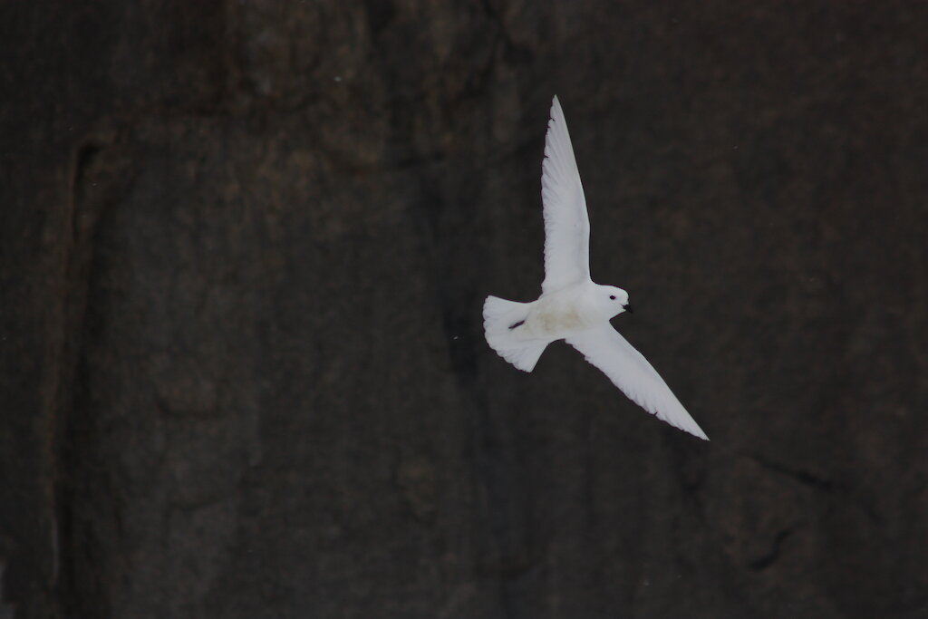Tracking the secret life of snow petrels — Australian Antarctic Program ...