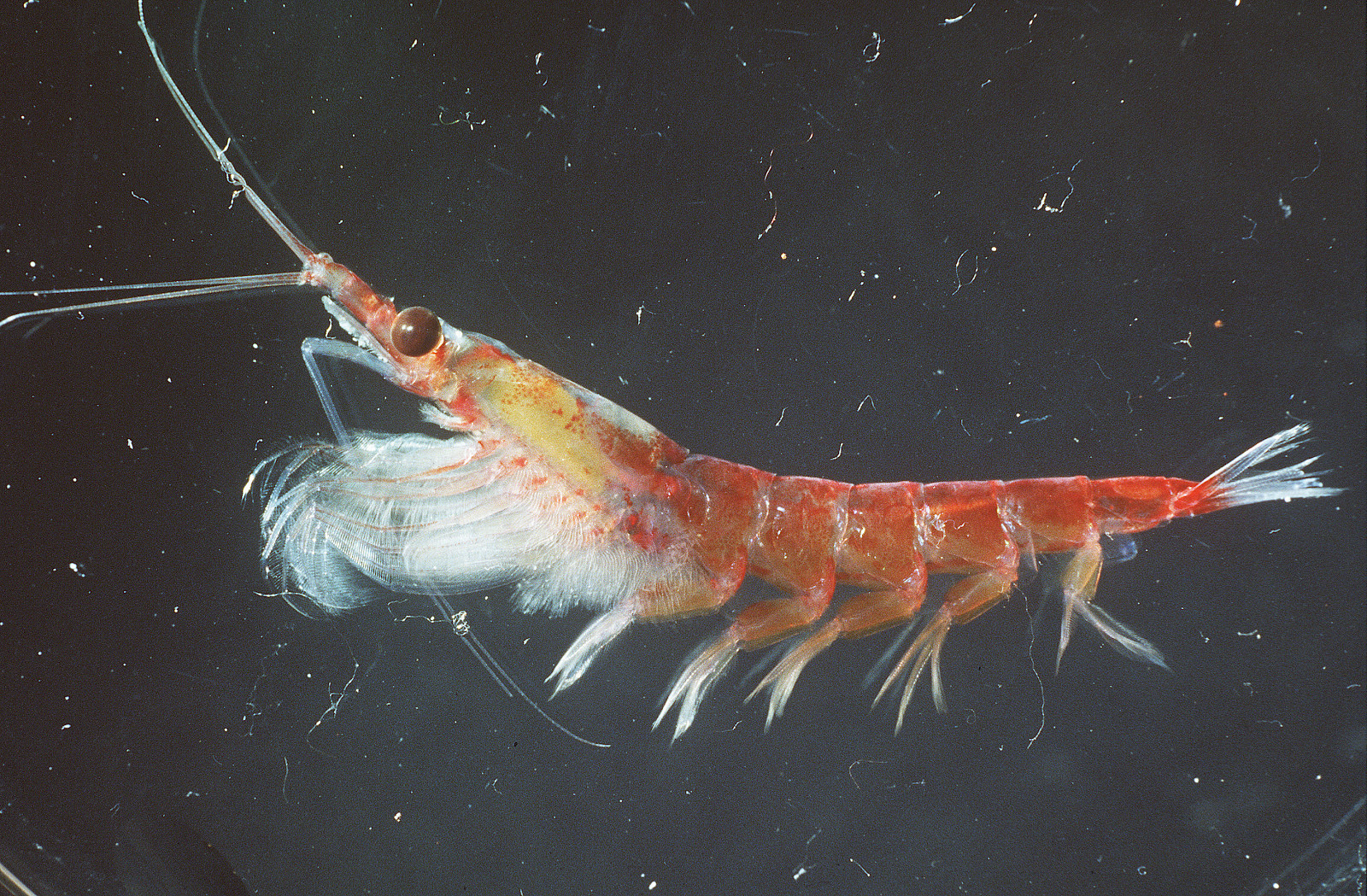 Darkness sheds light on krill reproduction – Australian Antarctic ...