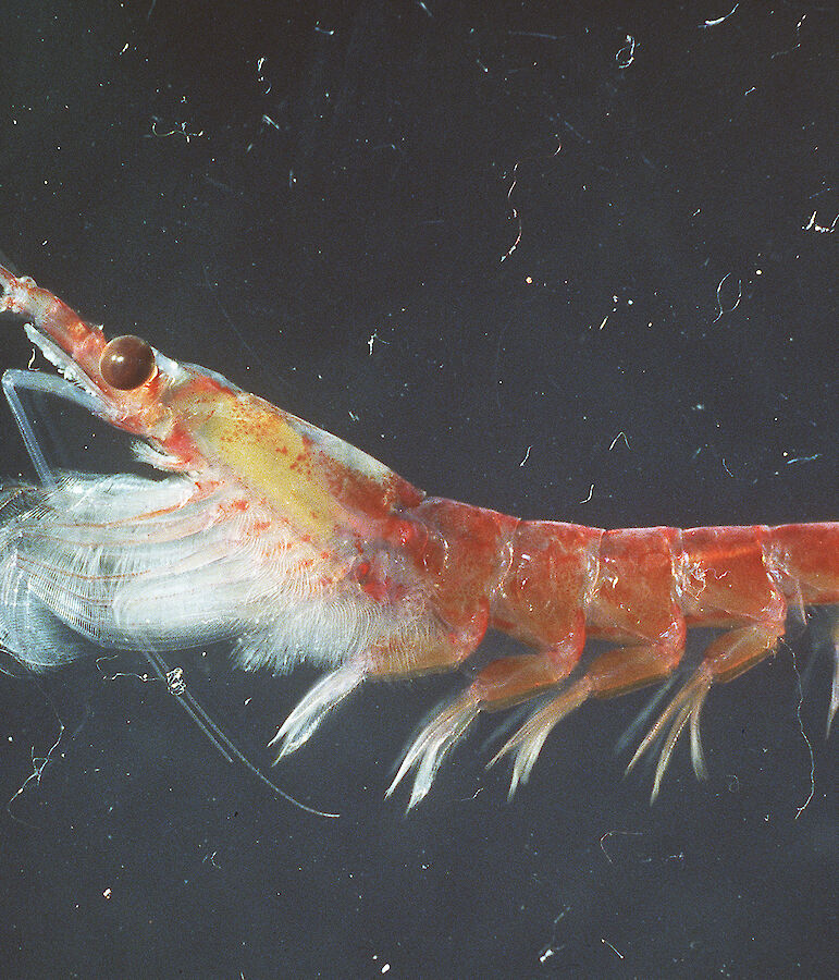 Darkness sheds light on krill reproduction – Australian Antarctic ...