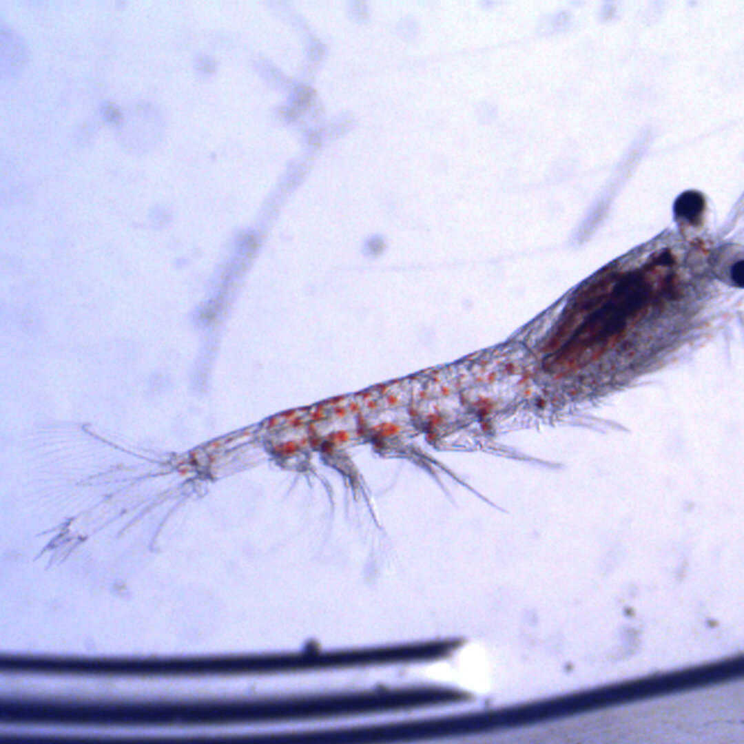 Darkness sheds light on krill reproduction — Australian Antarctic ...