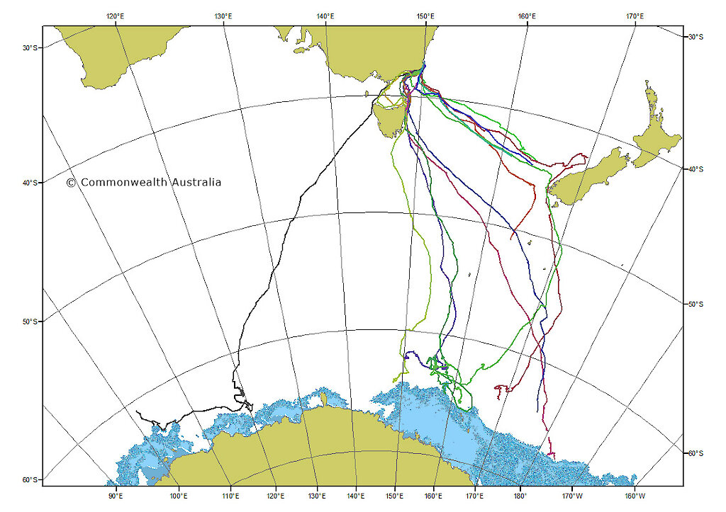 Whale tagging tells previously unknown story — Australian Antarctic ...