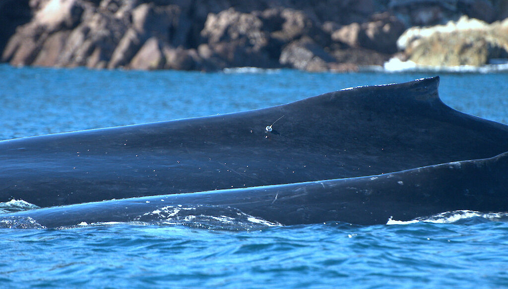 Whale tagging tells previously unknown story — Australian Antarctic ...