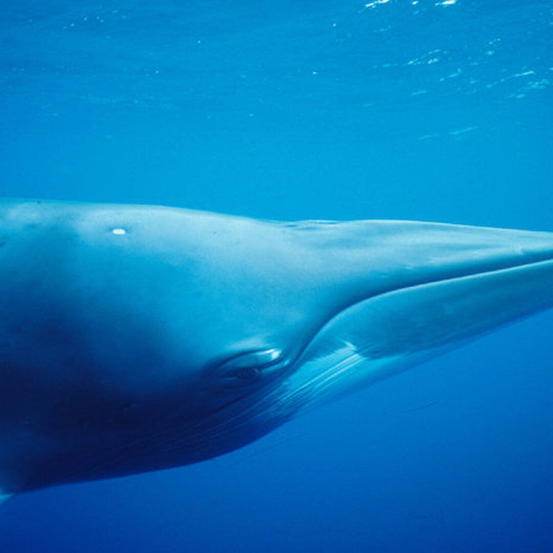Aerial whale surveys a first in the Antarctic pack ice — Australian ...