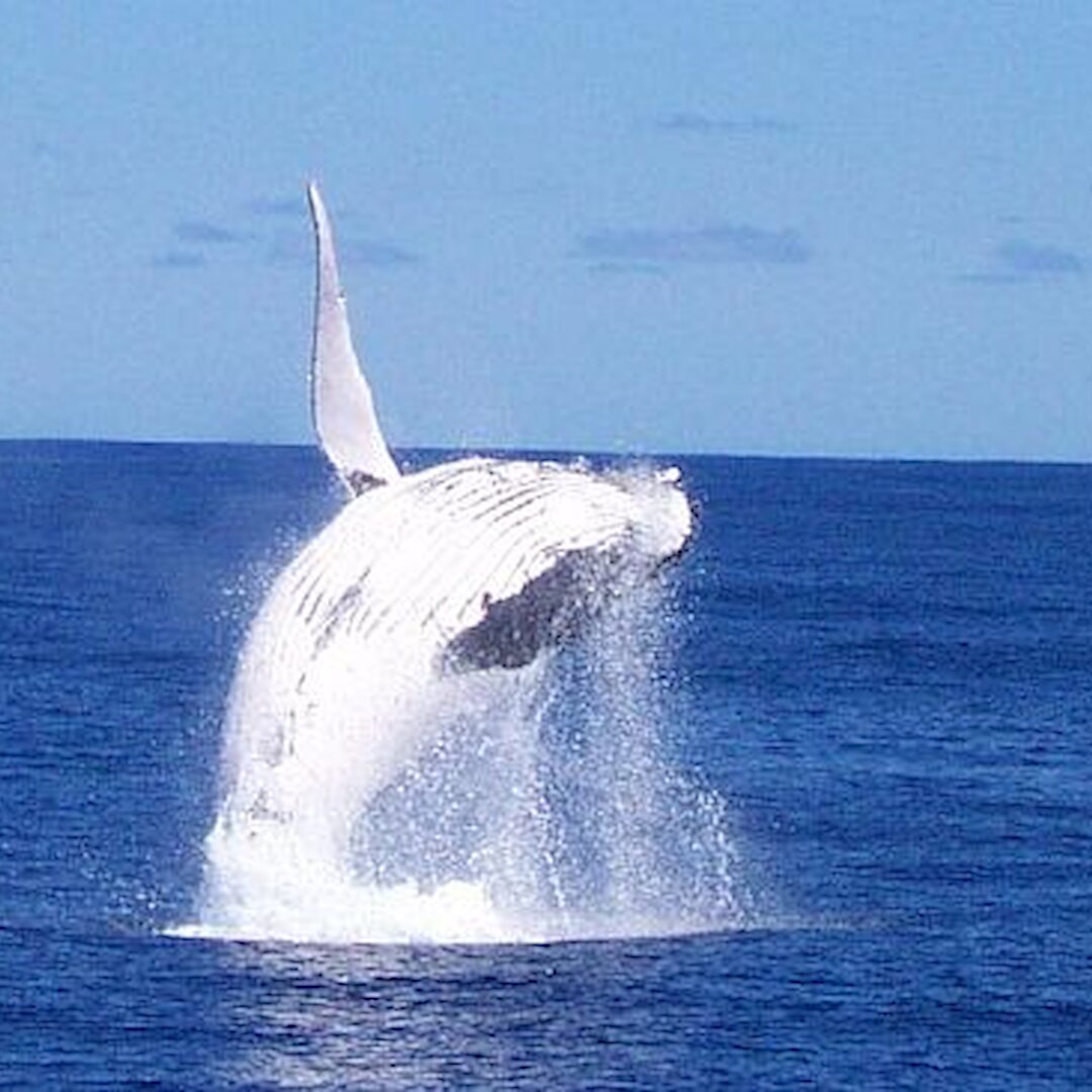 $1.5 million boost for whale research — Australian Antarctic Program ...