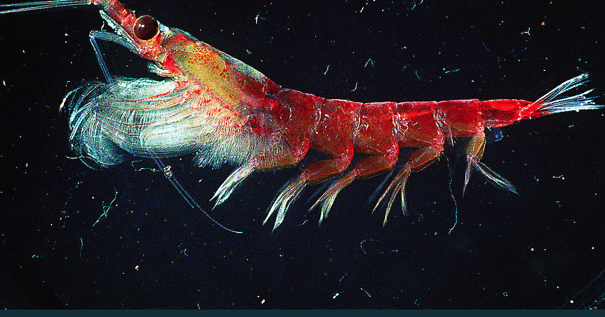 Krill Cam brings live krill to your computer – Australian Antarctic ...