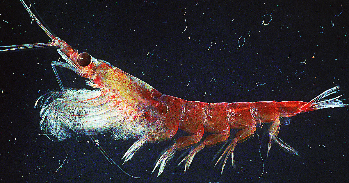 Prestigious fellowship to protect krill populations – Australian ...