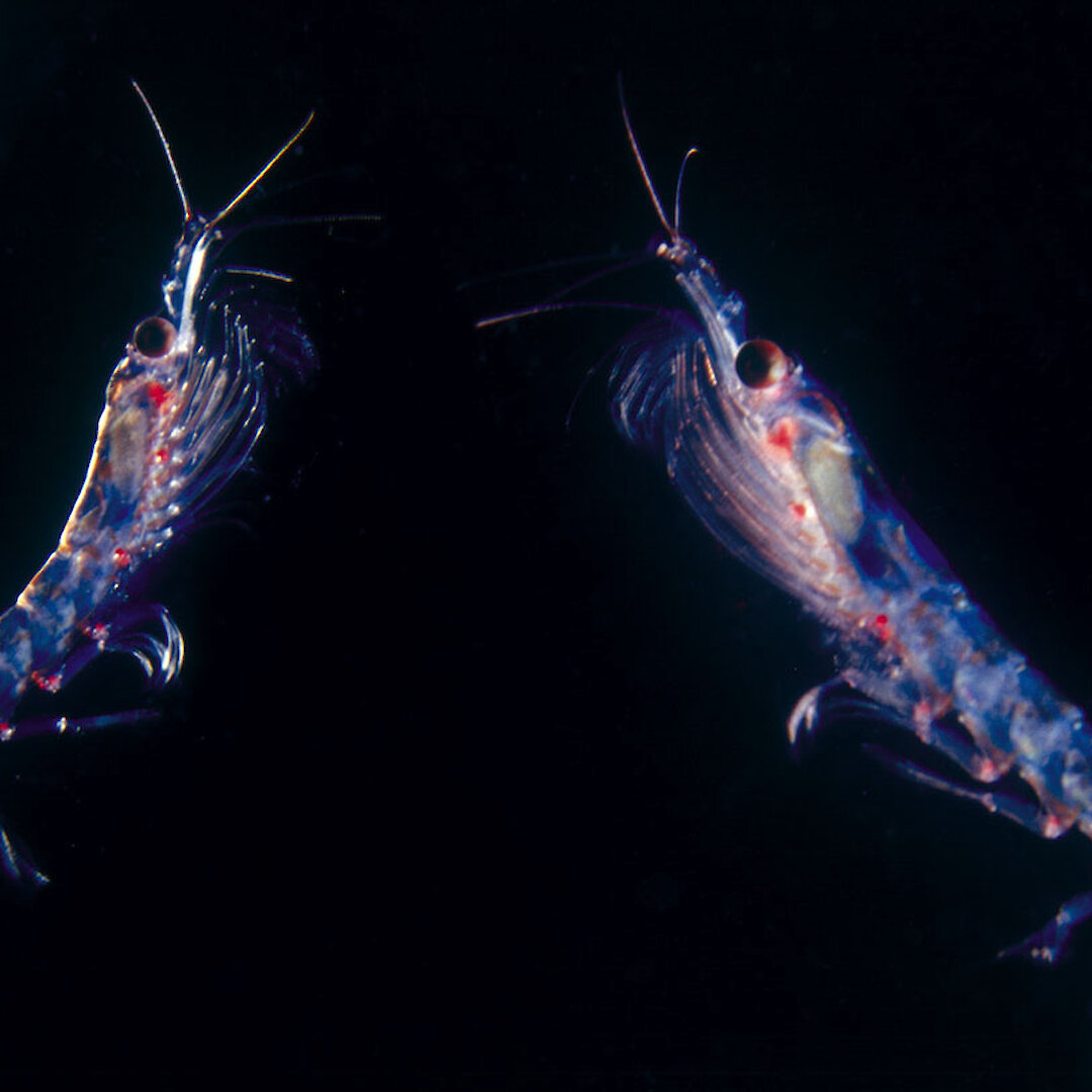 Krill