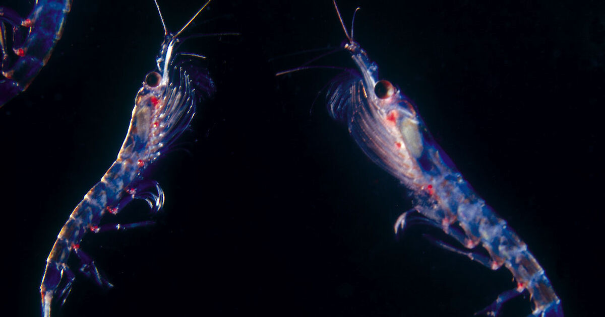 Krill — residents or drifters? – Australian Antarctic Program (News 2004)