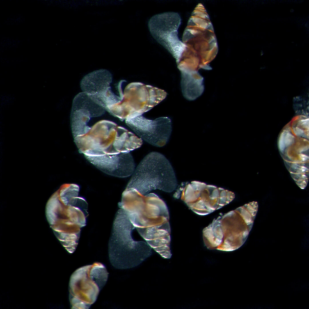 Antarctic scientists to study ocean acidification — Australian ... Antarctic scientists to study ocean acidification — Australian ...