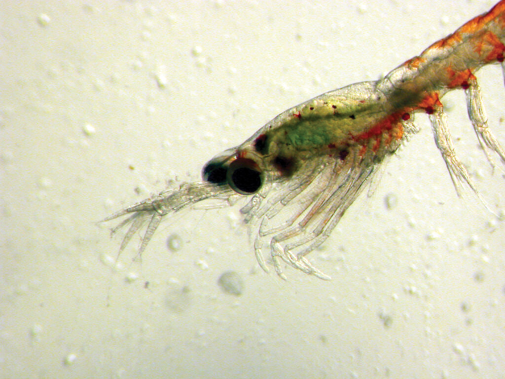 Sea ice algae put spring in krill growth — Australian Antarctic Program ...