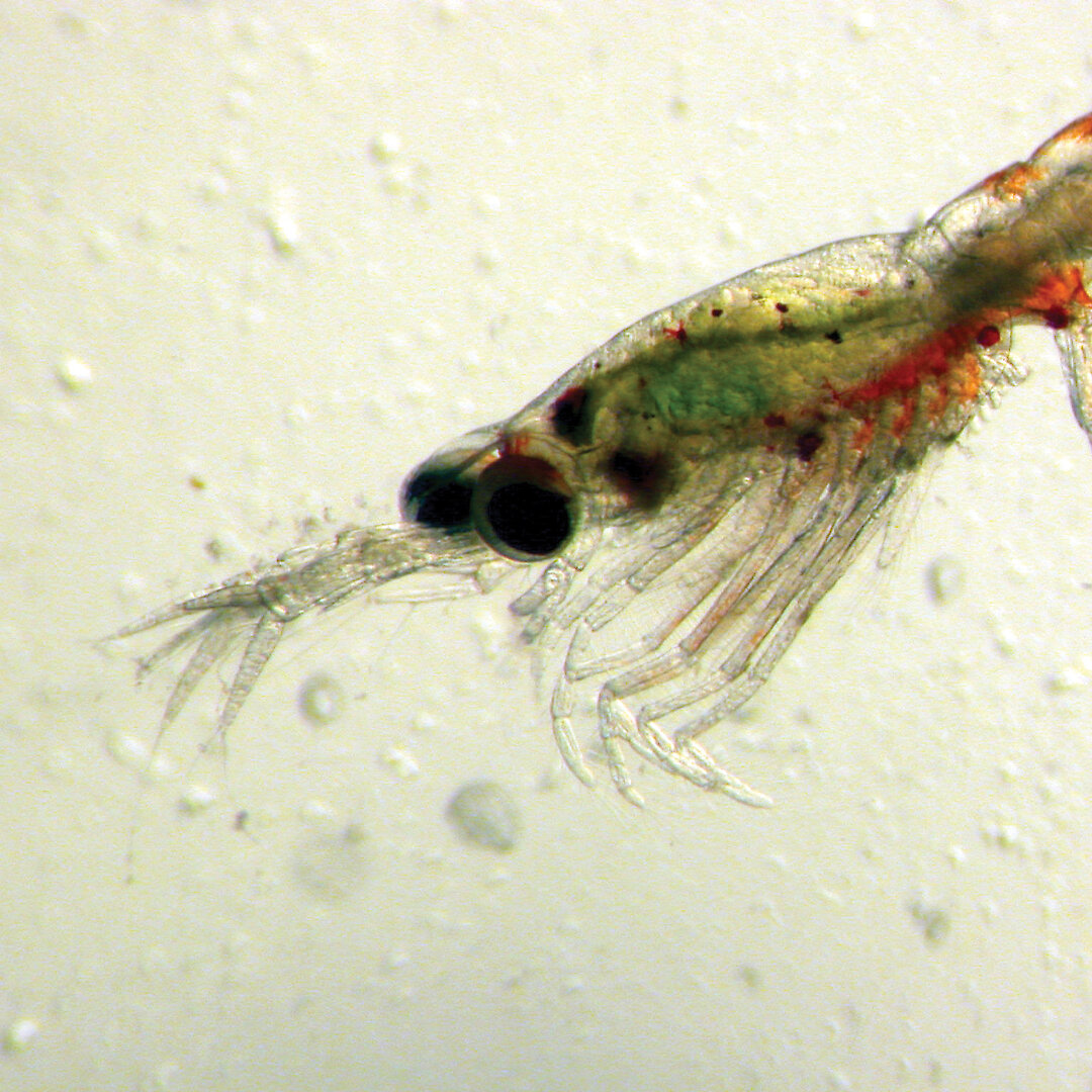 Sea ice algae put spring in krill growth — Australian Antarctic Program ...