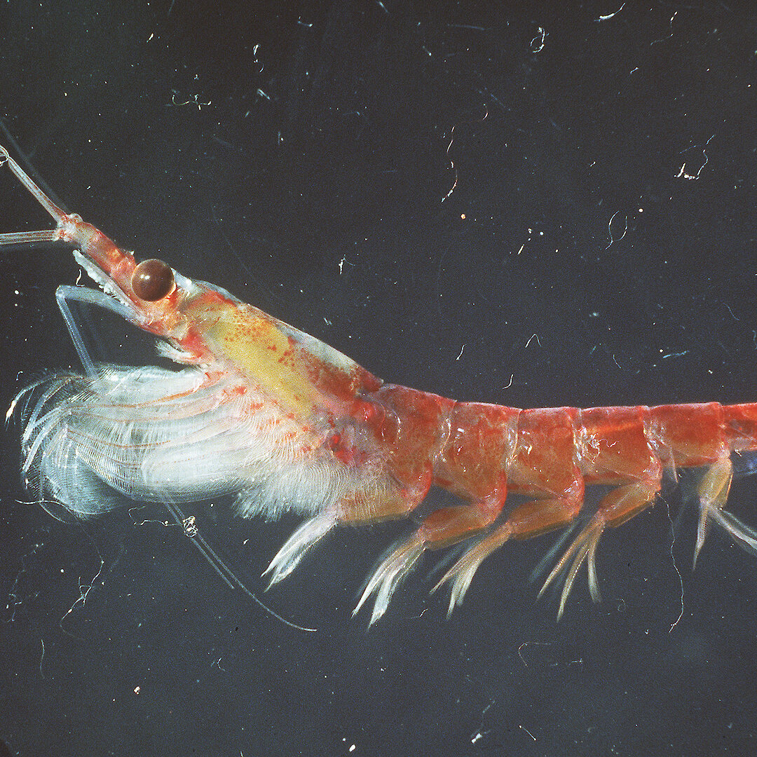 There’s oil in them there krills — Australian Antarctic Program (News 2007)