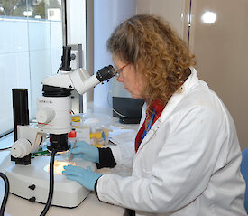 Aliens in Antarctica — Australian Antarctic Program (News 2006)