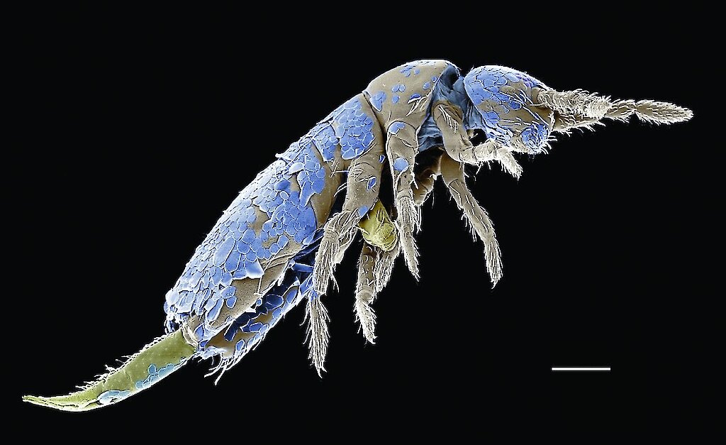 Macquarie Island Mini-Beasts — Australian Antarctic Program (News 2006)