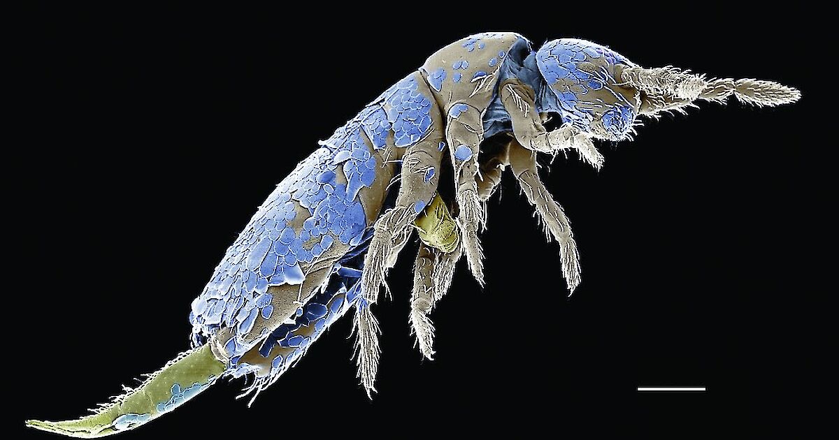 Macquarie Island Mini-Beasts – Australian Antarctic Program (News 2006)