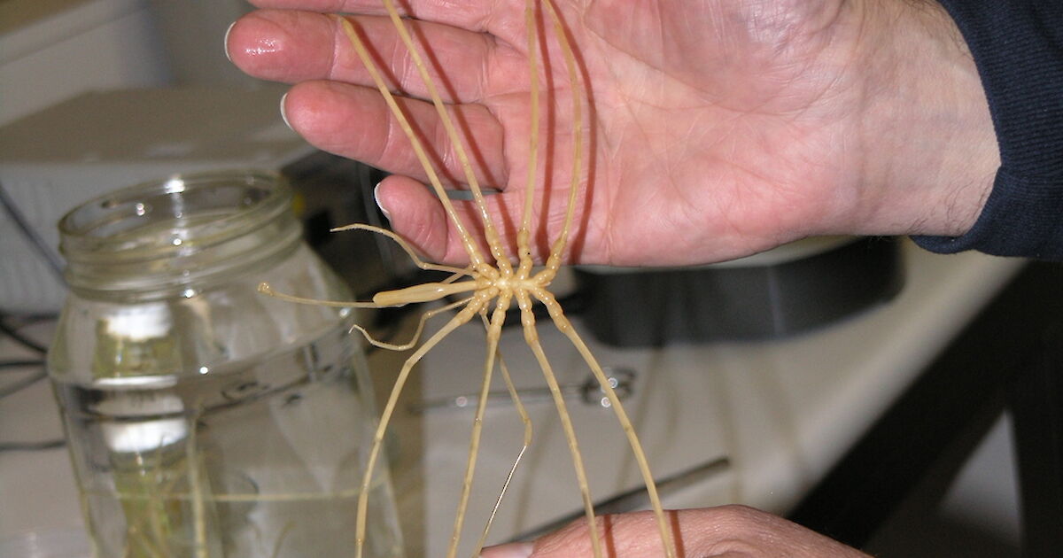 New species of sea spider identified from Heard Island waters ...