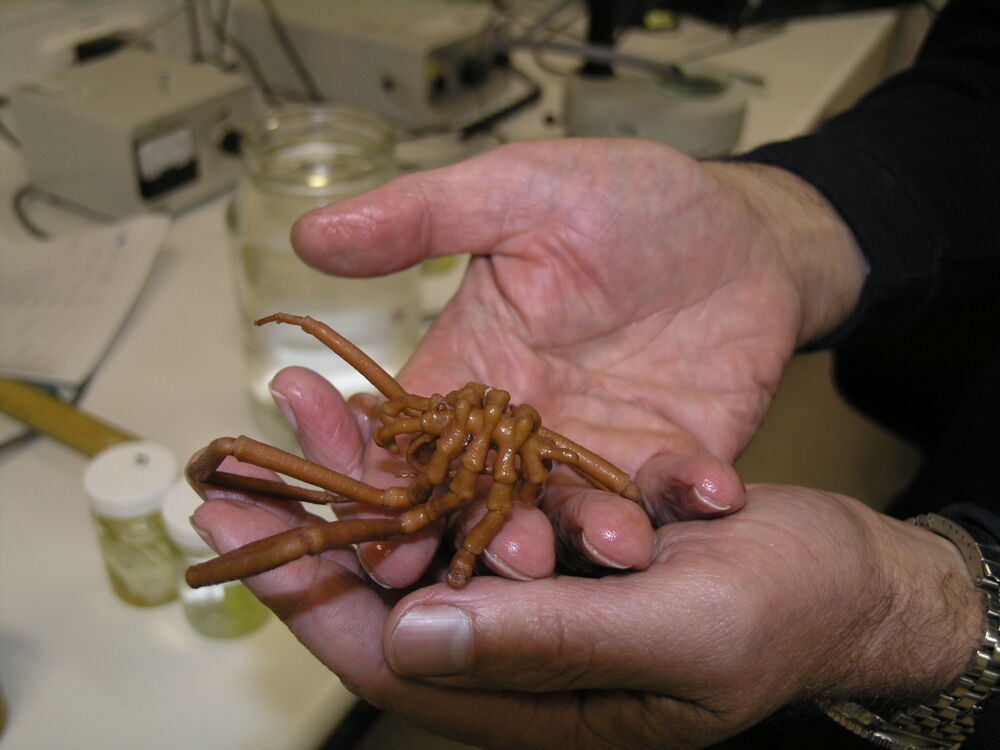 New species of sea spider identified from Heard Island waters ...