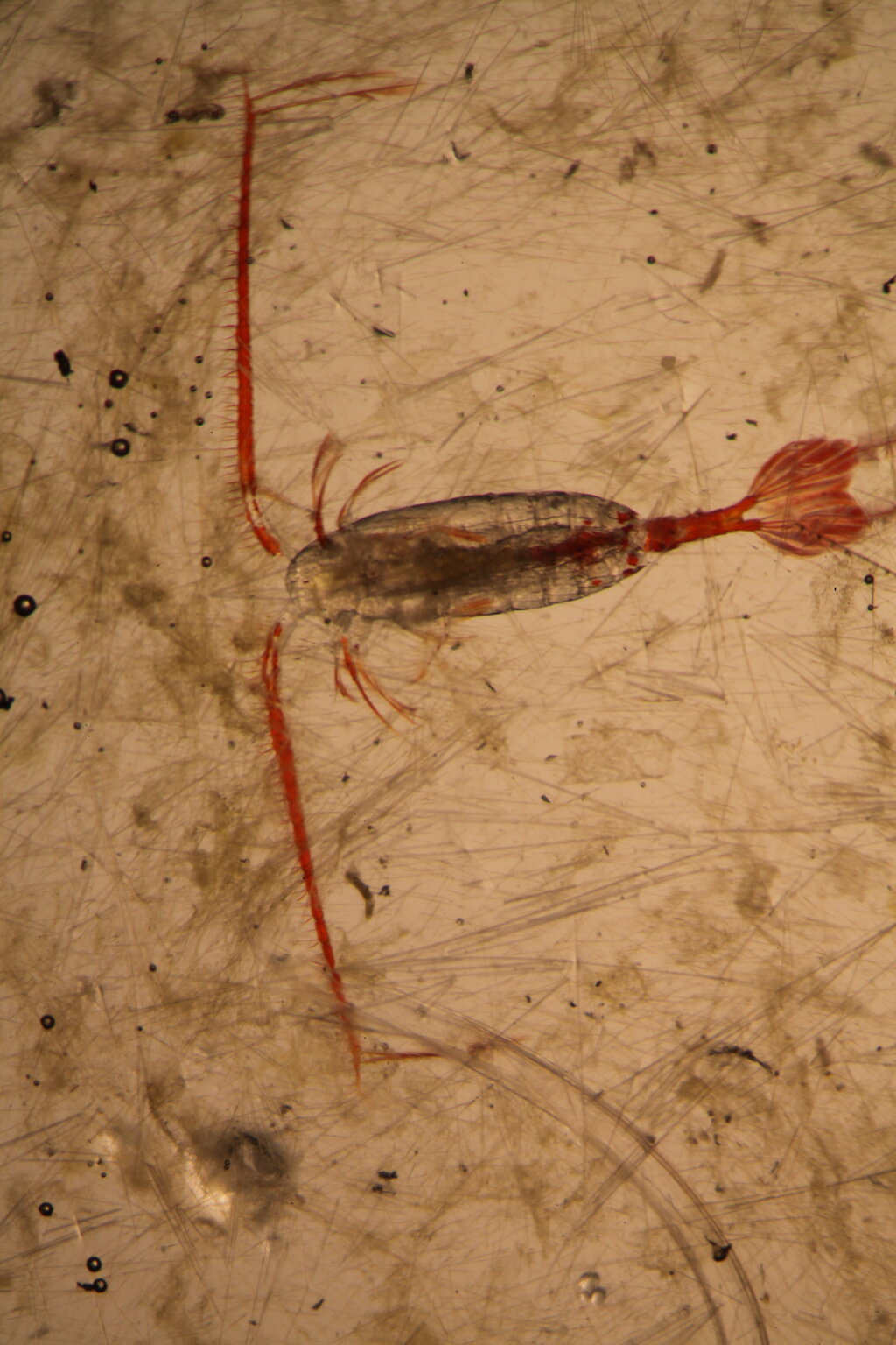 Antarctic voyage studies smallest Southern Ocean animals — Australian ...