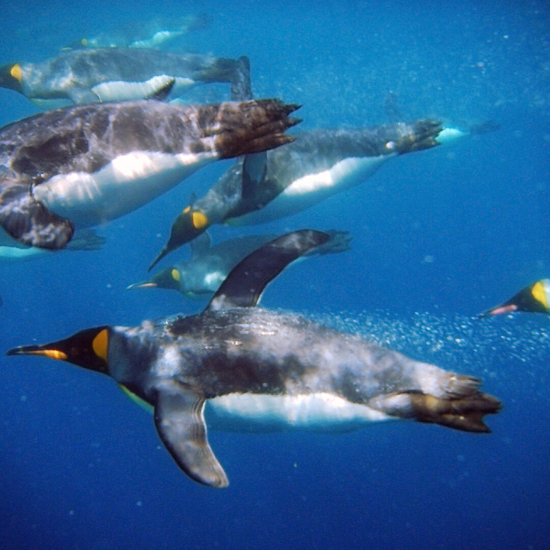Marine animals explore the ocean in similar ways — Australian Antarctic ...