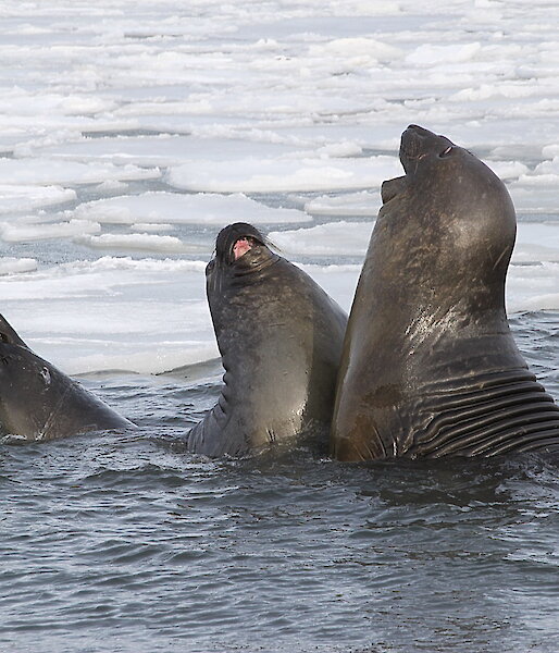 Marine animals explore the ocean in similar ways – Australian Antarctic ...