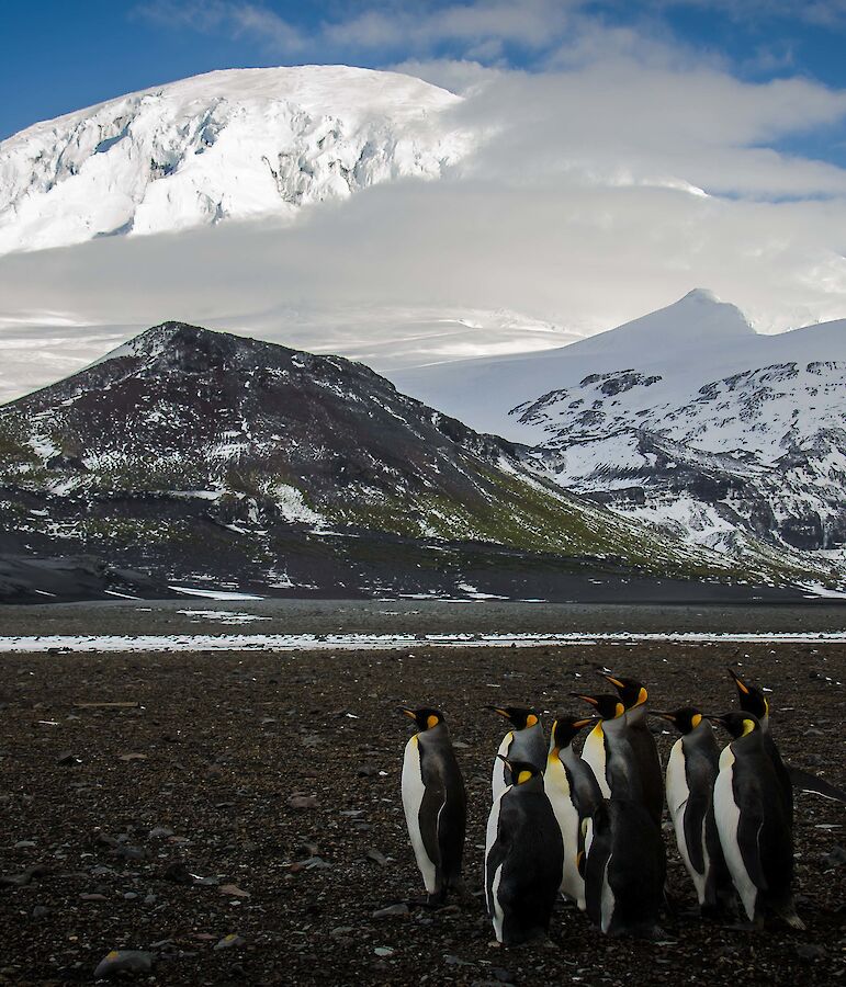 King penguins may call Australia home – Australian Antarctic Program ...